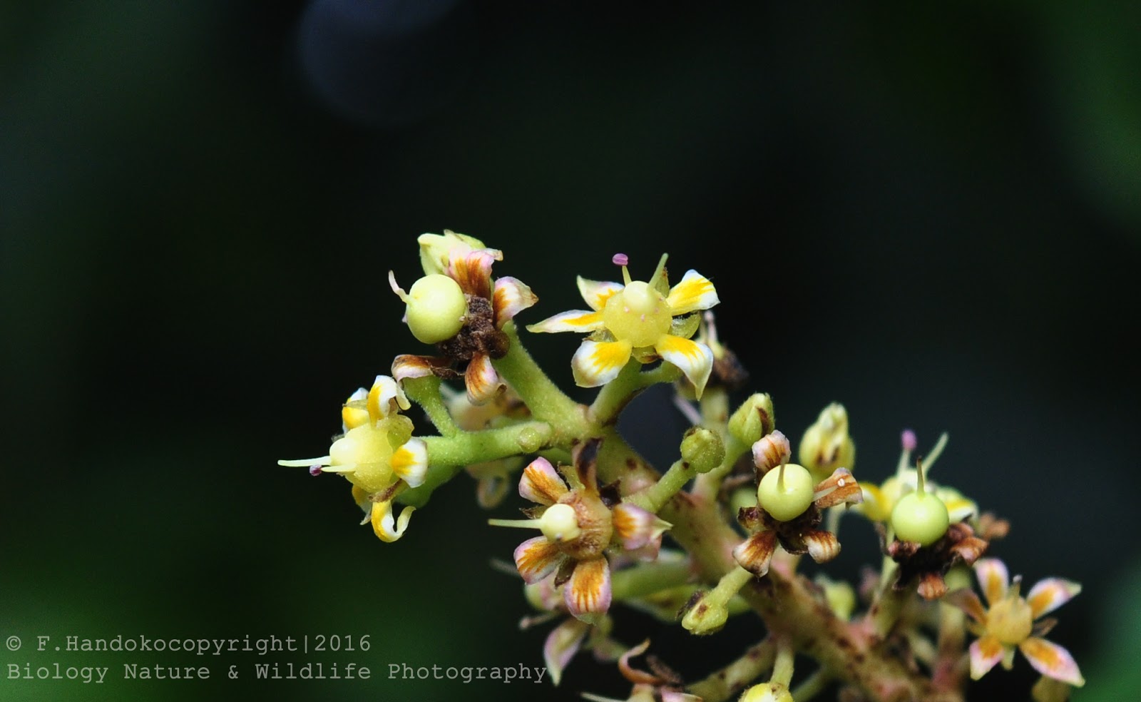 Galeri Foto Fredi Handoko: Bunga Mangga / Mangifera indica