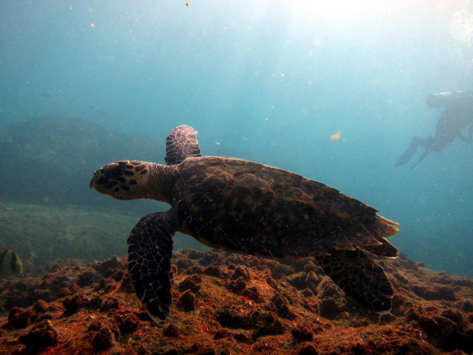 Viajando - Neide Regina Borges: Laje de Santos - 08DEZ11