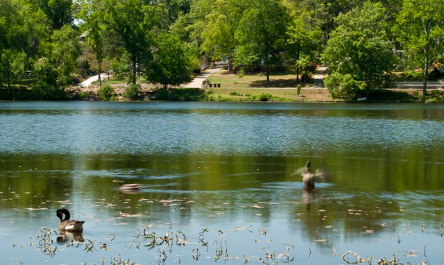 Augusta Georgia Daily Photo: Lake Olmstead