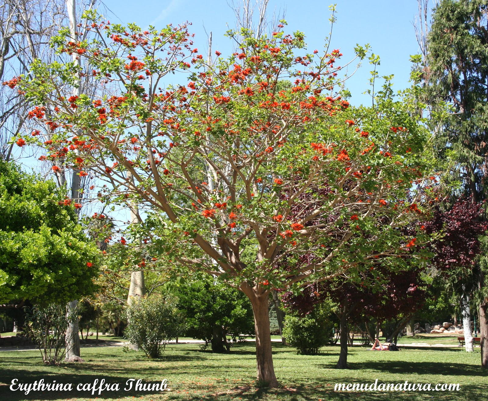 El Jardí de Menuda Natura: Eritrina. Arbre coral