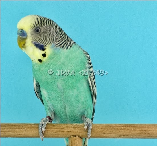 .: PERICO MACHO AZUL CARA AMARILLA