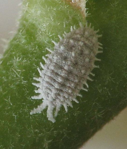 What Grows in Fullerton?: Mealybug destroyer larva?