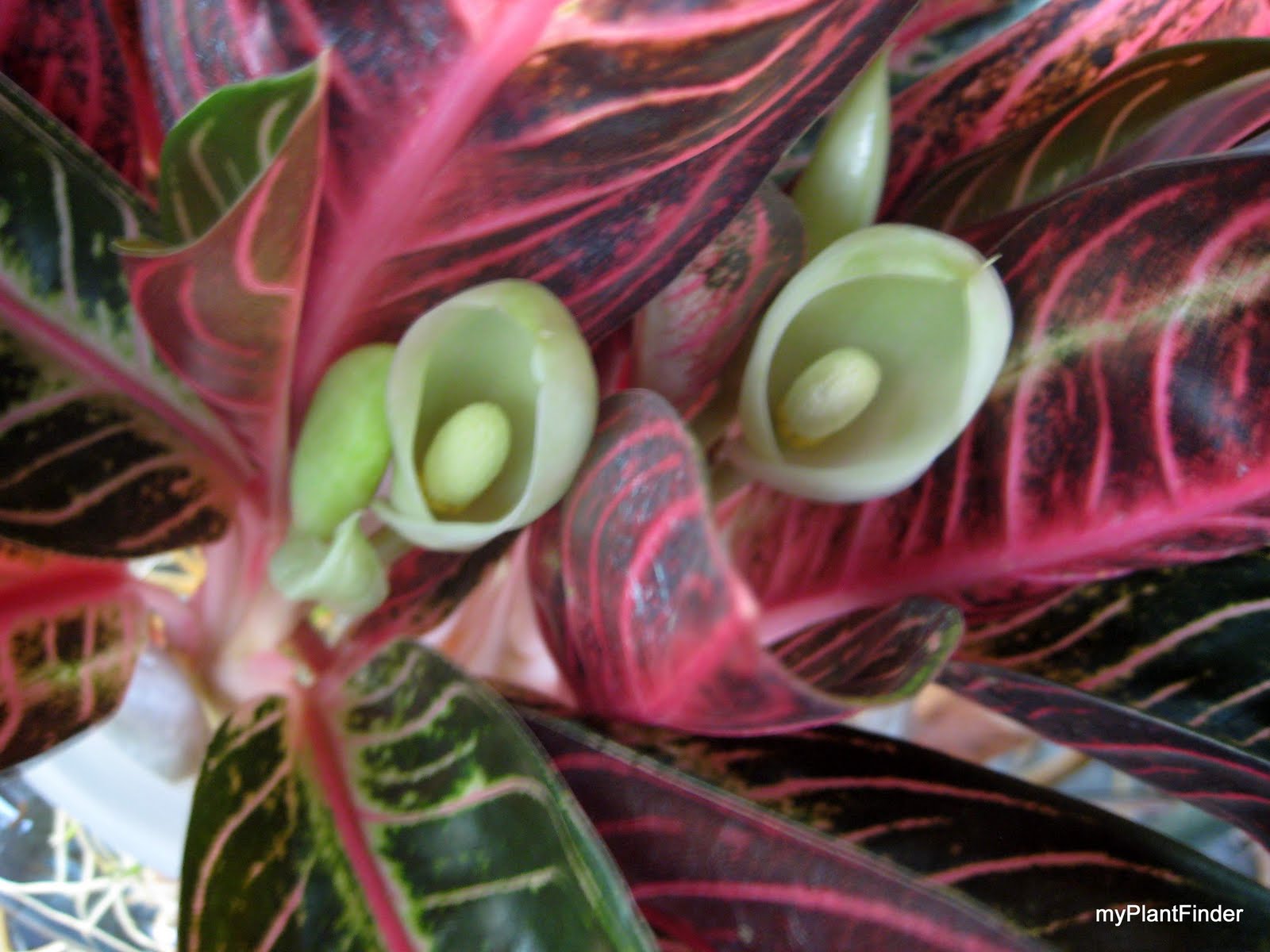 MY PLANT FINDER | Plant Guide: Aglaonema 'Pride of Sumatra'