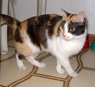 La Chachipedia: Los gatos. Felis silvestris catus.