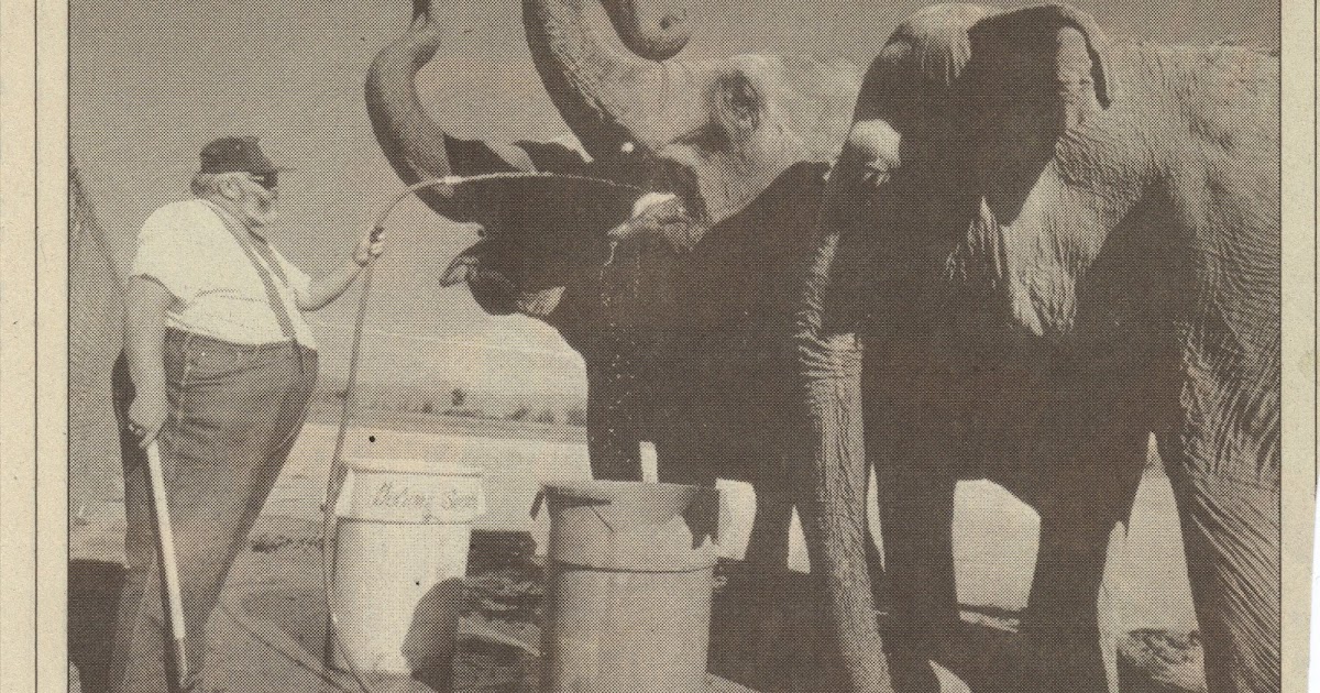 Buckles Blog: #15 Elephant Men!