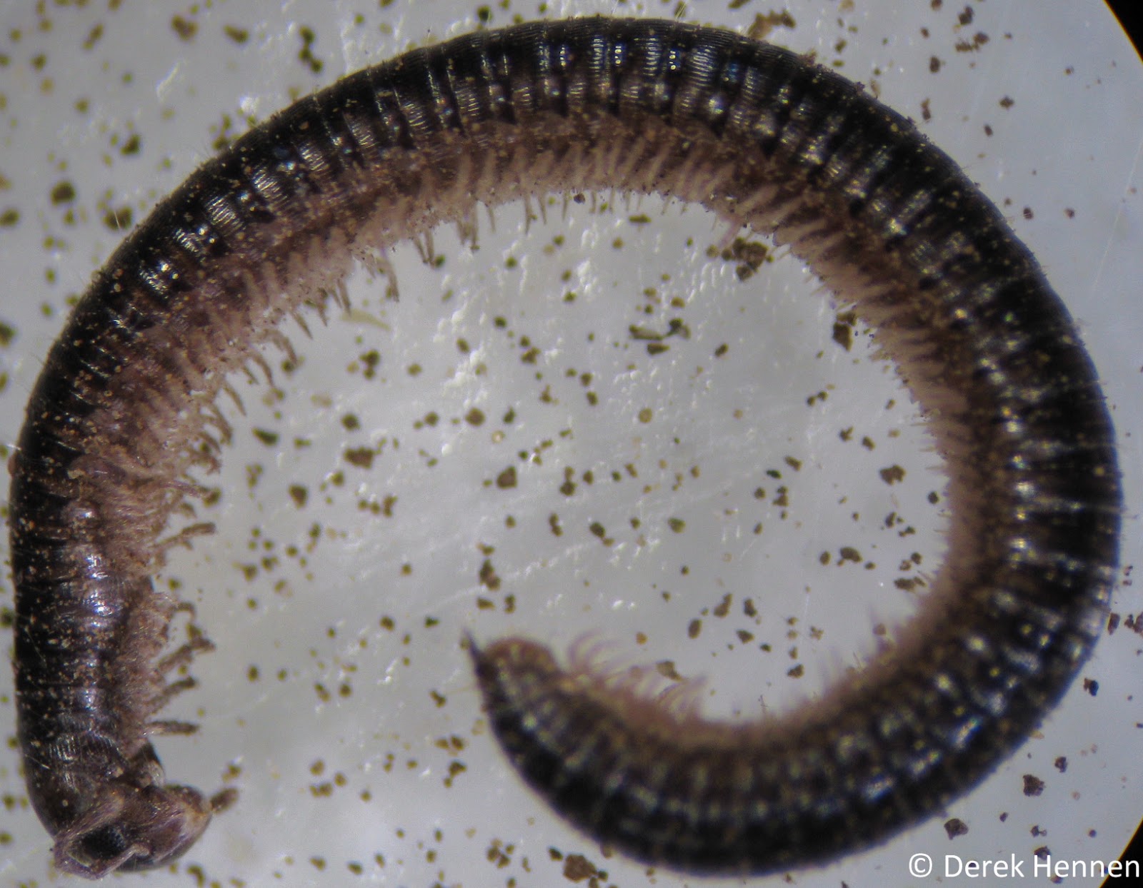 Normal Biology: A Primer on Ohio Millipedes