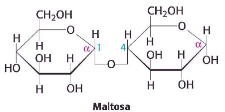 Prof.Gonzalo V Solano L: Biología