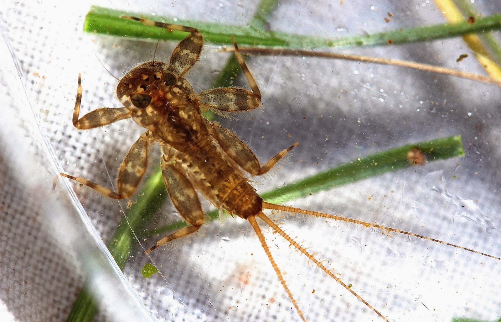 Aquatic Insects of Central Virginia: Low Water in the Small Streams in ...