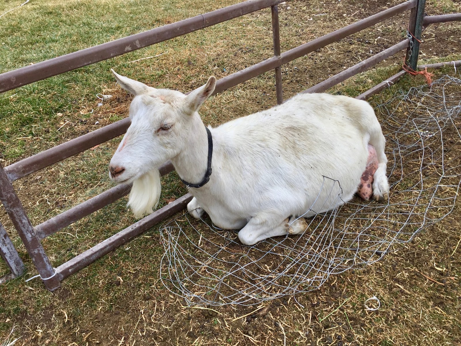 Stuck in the Fence - My Welcome Home Farm