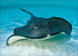 Stingray | Animal Wildlife