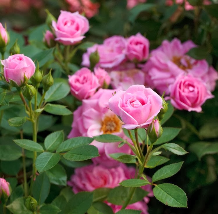 ARTE Y JARDINERÍA : ROSALES MINIATURA