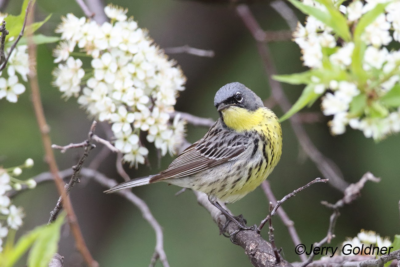 Uptown Update: Rare Bird Alights At Montrose Harbor