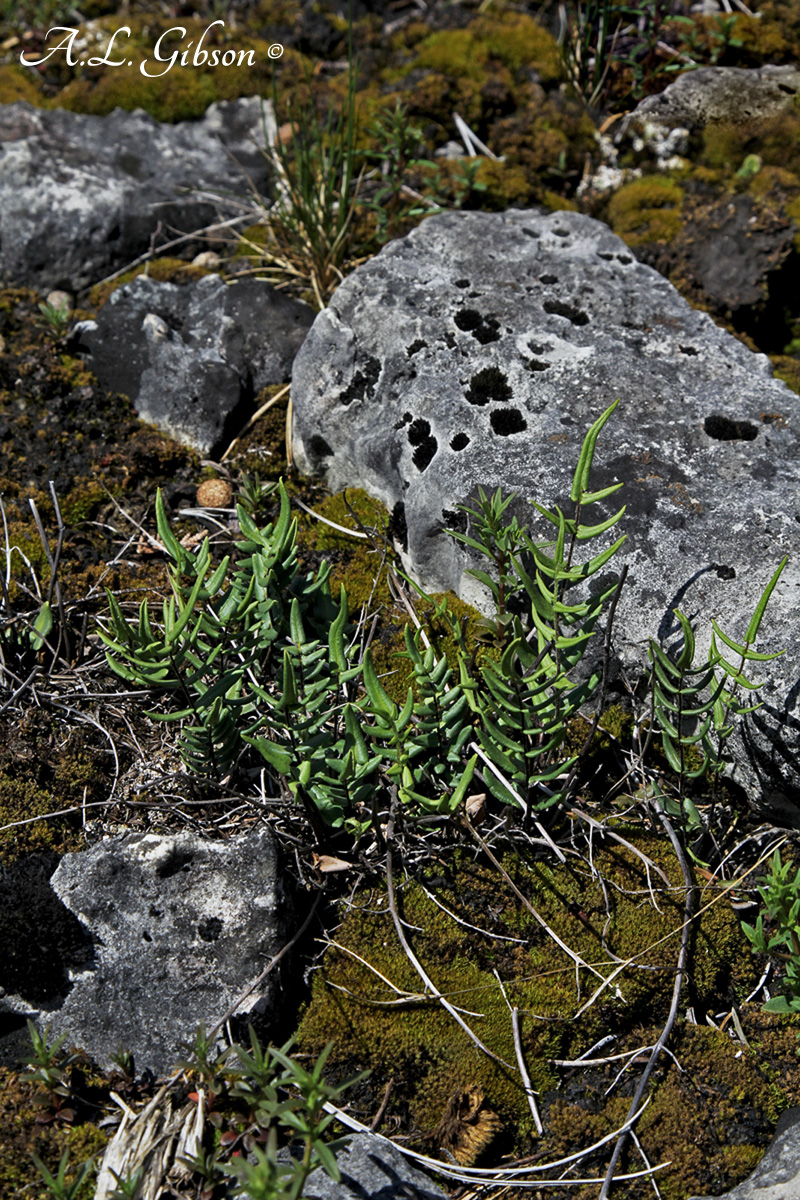 The Buckeye Botanist: The Bruce Peninsula Part VI: An Alvar Wonderland