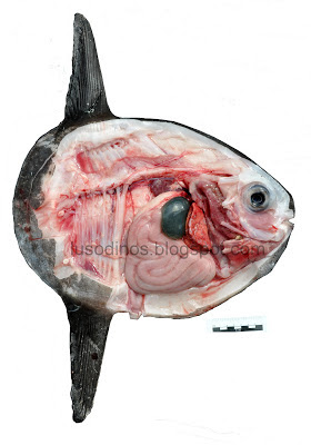 Lusodinos- Dinossauros de Portugal: Anatomia do peixe-lua Mola mola