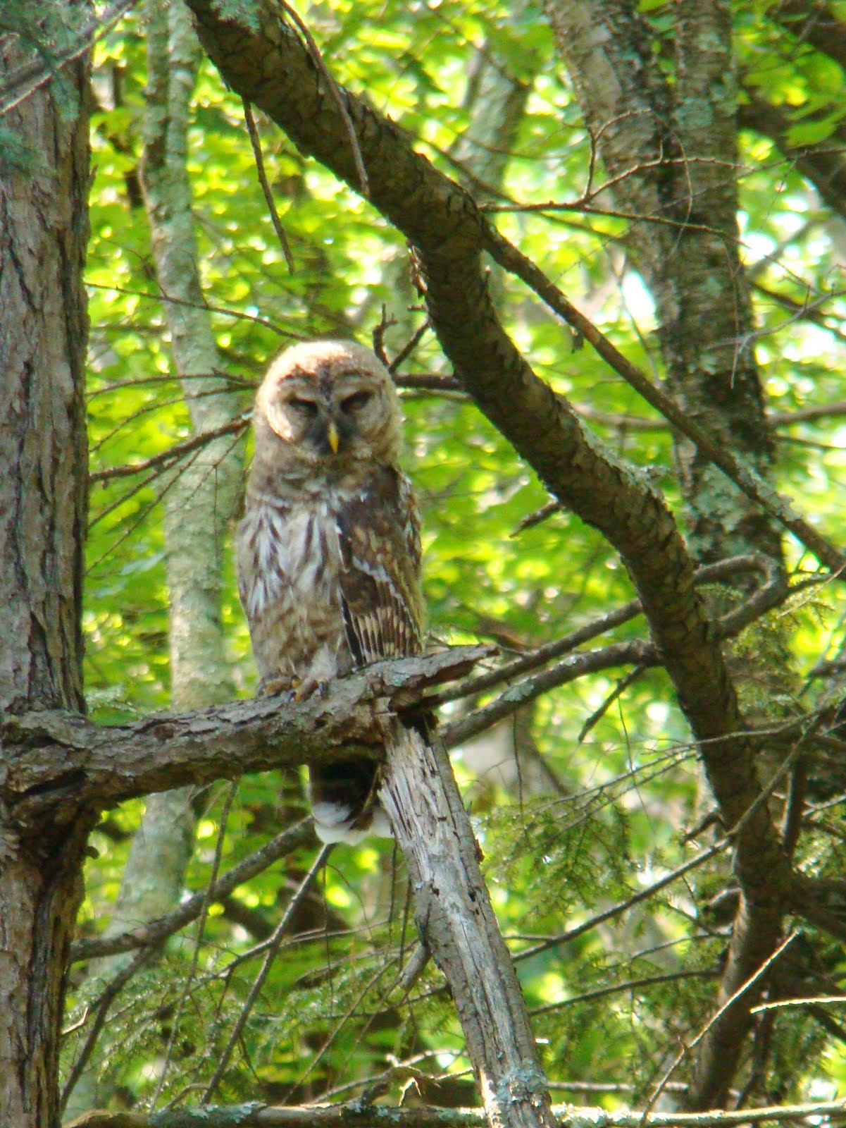 WAKING PLANET: Owl Snoozing- Laying Down to Sleep!