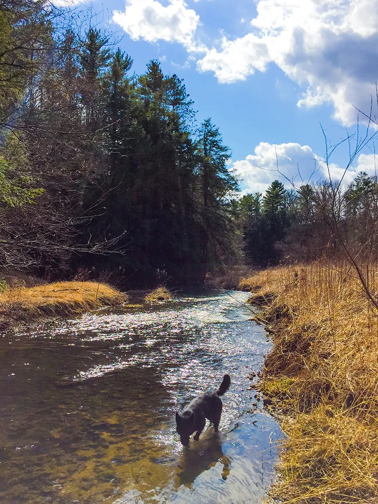 Hiking the Kickapoo Valley Reserve - Billings Creek