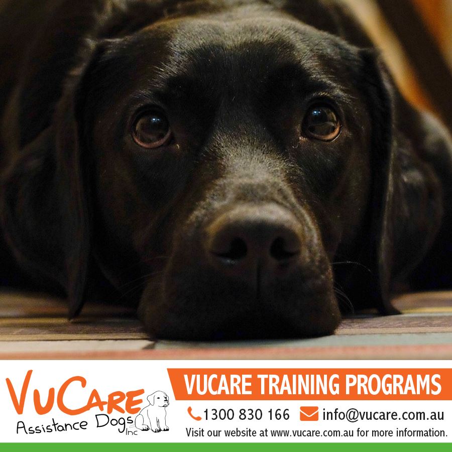 VuCare Assistance Dogs