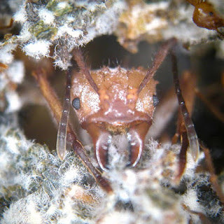 El JARDÍN DE GAIA: Los Bachacos...