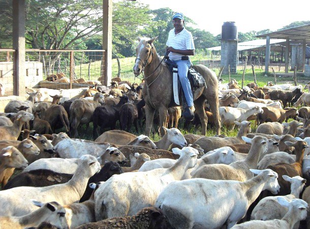 PRODUCCIÓN CAPRINA EN PANAMÀ