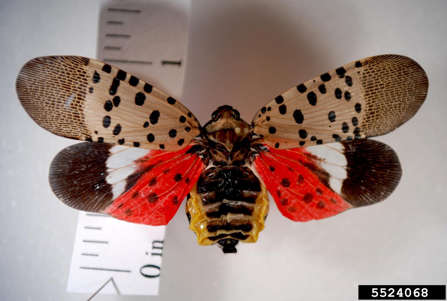 Earth and Space News: Spotted Lanternfly Natural History Illustrations ...