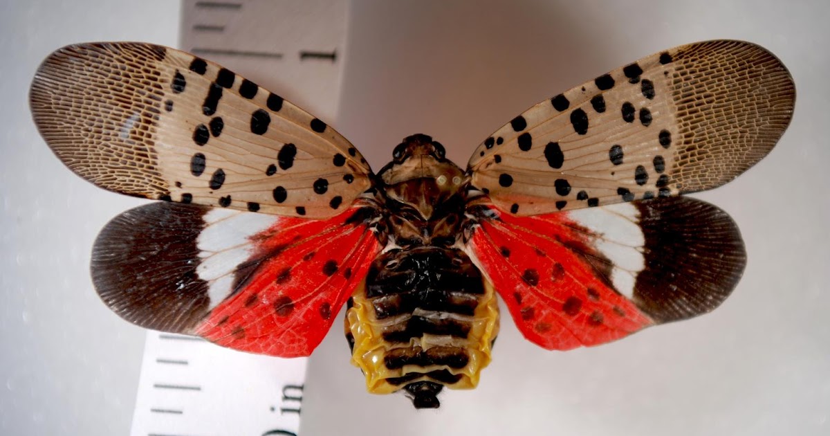 Earth and Space News: Spotted Lanternfly Natural History Illustrations ...