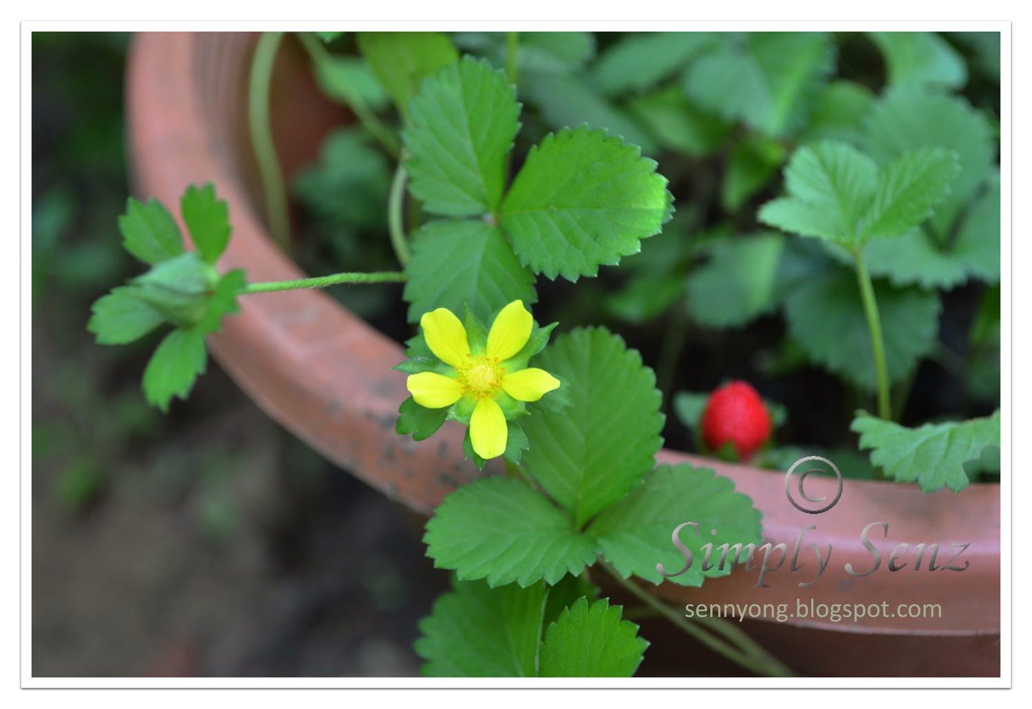 Simply Senz: Snake Berries