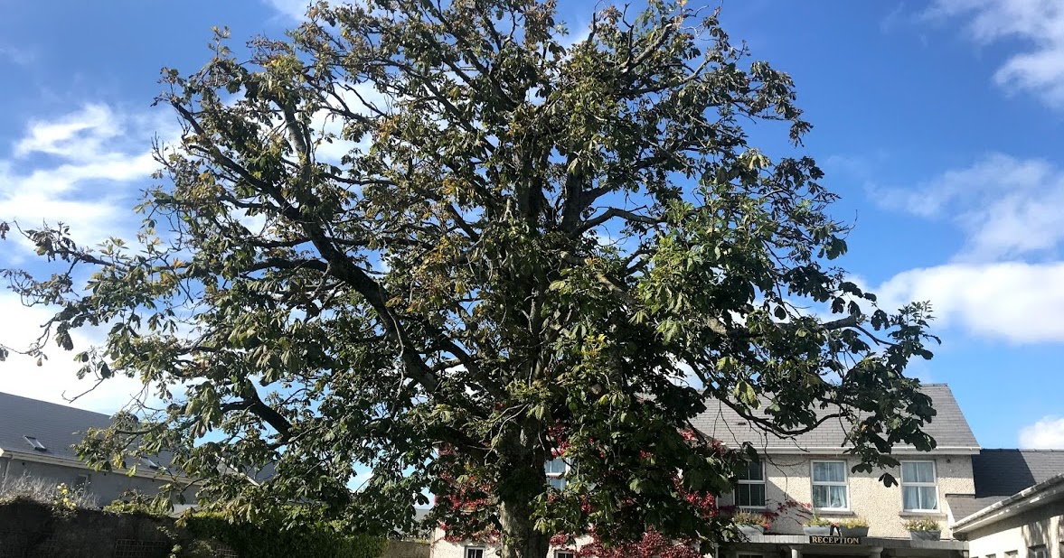 Patrick Comerford: Underneath the spreading chestnut tree in Rathkeale ...