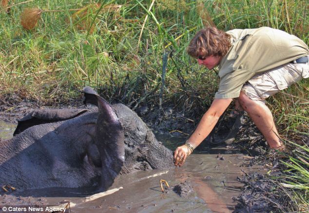 White Wolf : Elephant is pulled to safety with minutes to spare as it ...