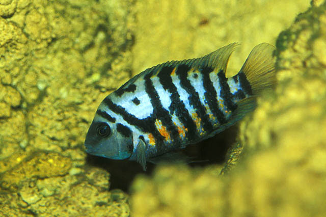 CICLIDO CONVICTO ZOOAQUARIUS