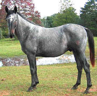 Horse Life and Love: All About ... Joints.