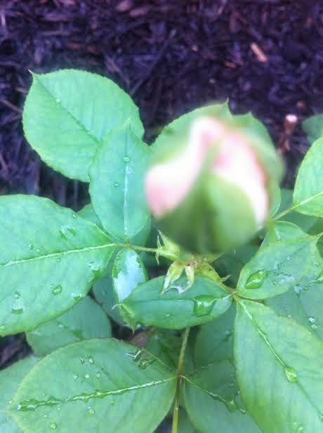Marsha Harris Scott Splenderosa: The Planting of Bare-Root Climbing ...