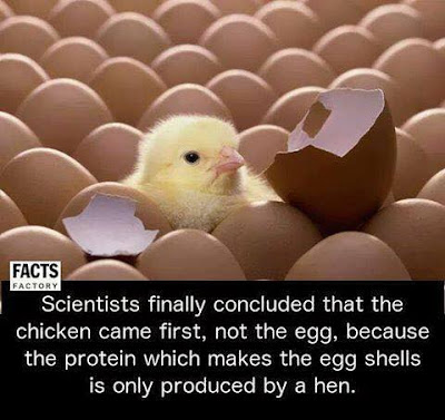 Which Came First: Chicken or Egg? - Trending Topics Today