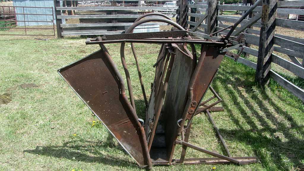 Life among the Tall Pines: Calf table