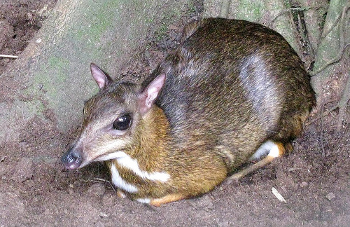 Ciervo Ratón de Java o Ciervo Ratón Menor ~ Animales en Peligro de ...