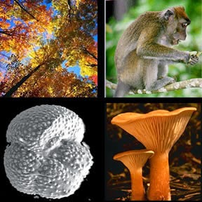 Microbiología: Dominio Eukarya