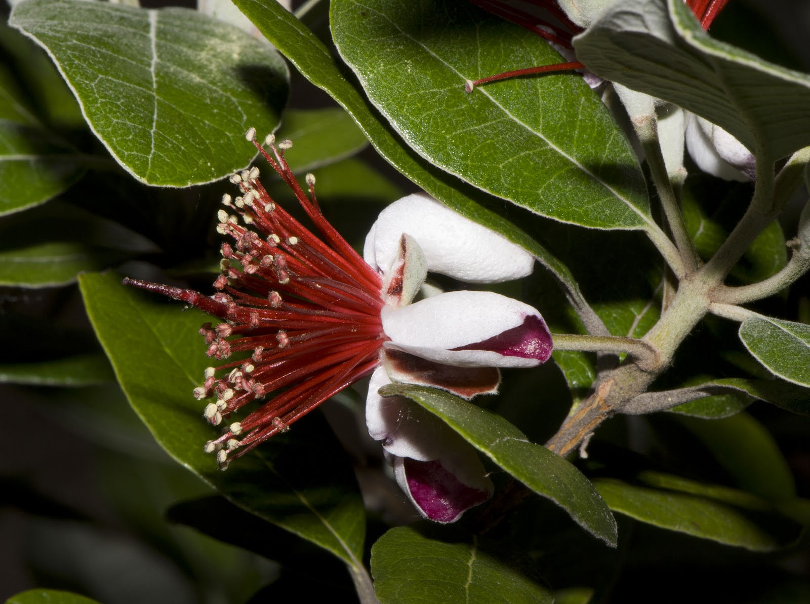 FOTOGRAFIAS DE LA FLORA AUTOCTONA DEL URUGUAY: GUAYABO DEL PAIS
