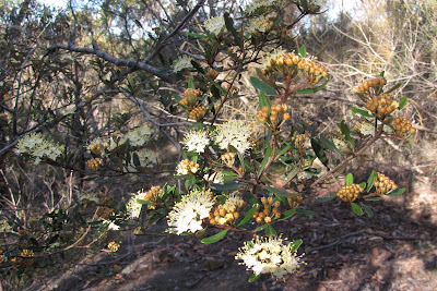 Sydney's Wildflowers and Native Plants: Phebalium squamulosum - Scaly ...