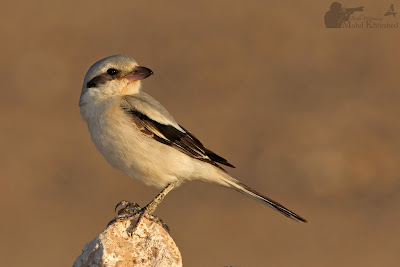 Burung Cendet - Long-Tailed Shrike (Lanius schach) - Ryan Maigan Birds