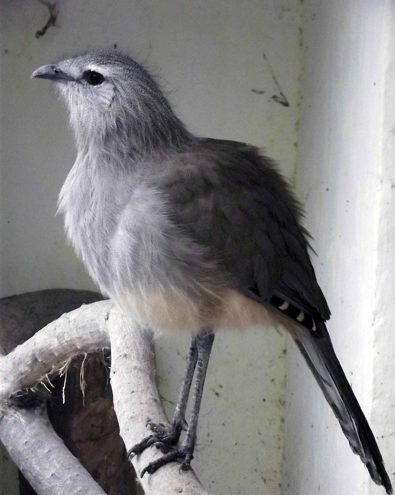 ANIMALES SILVESTRES: Chuña patas negras