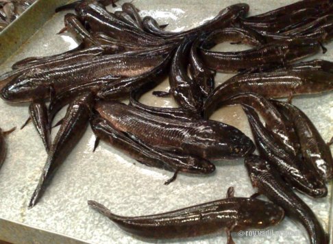 dalag/attasi/burikaw/buntiek (mudfish, snakefish) ~ PINAKBET REPUBLIC