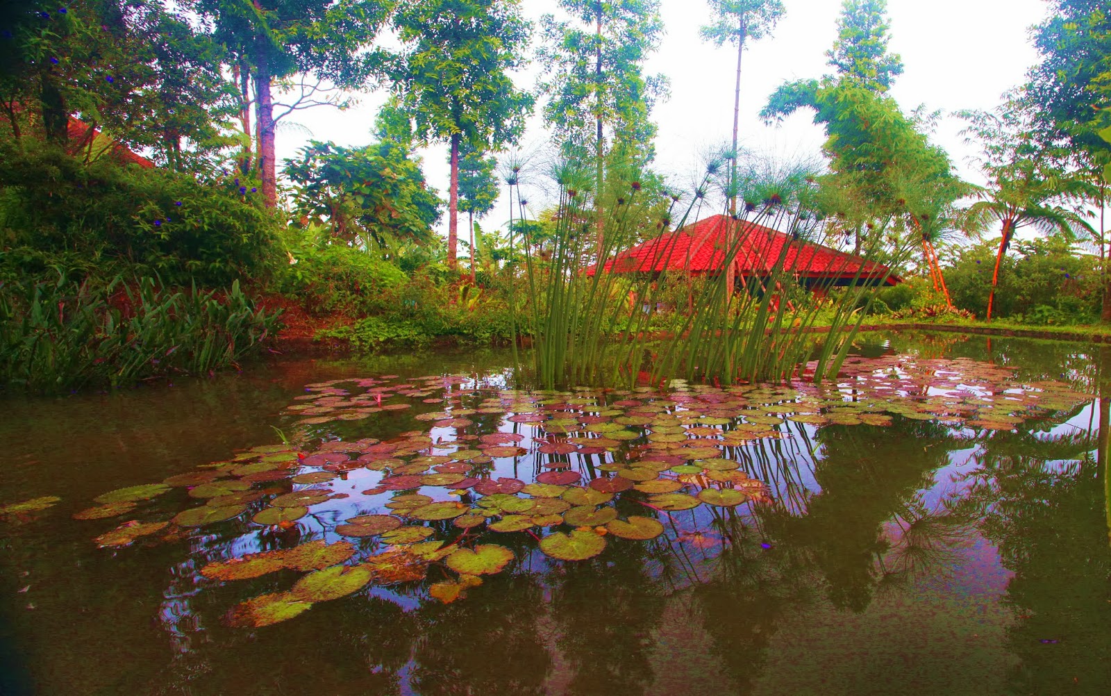 Pondok Rasamala : Kolam pancing