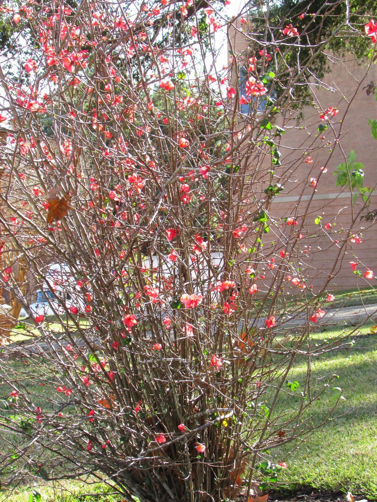 BOTANICAL STUDY on the campus of Sam Houston State University & Museum ...