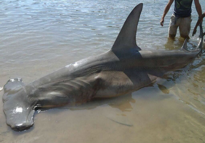 Filo cordados: peixes condrictes e osteíctes. | Biologia: A ciência da vida