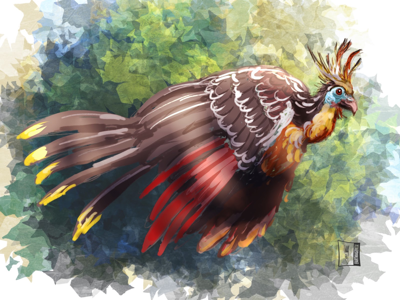 Hoatzin