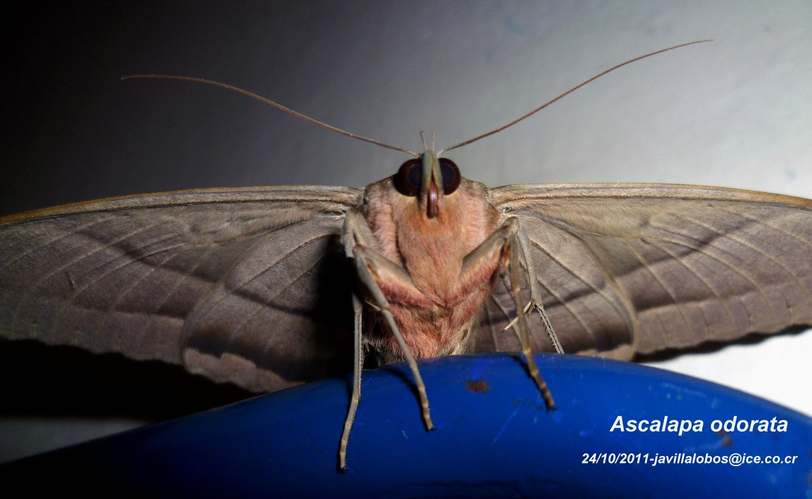 Lepidóptera 10º Norte: Ascalapha odorata (polilla)