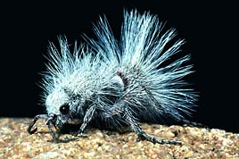 Case of the Panda Ant