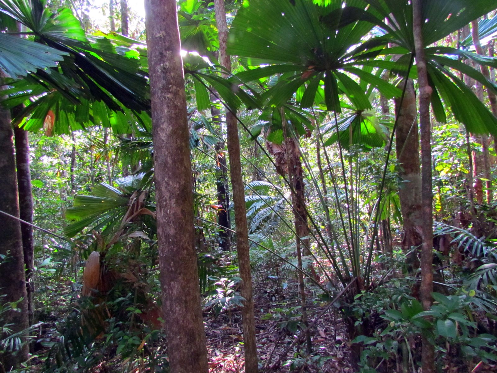 All Over Downunder: Australia's Daintree Rainforest.