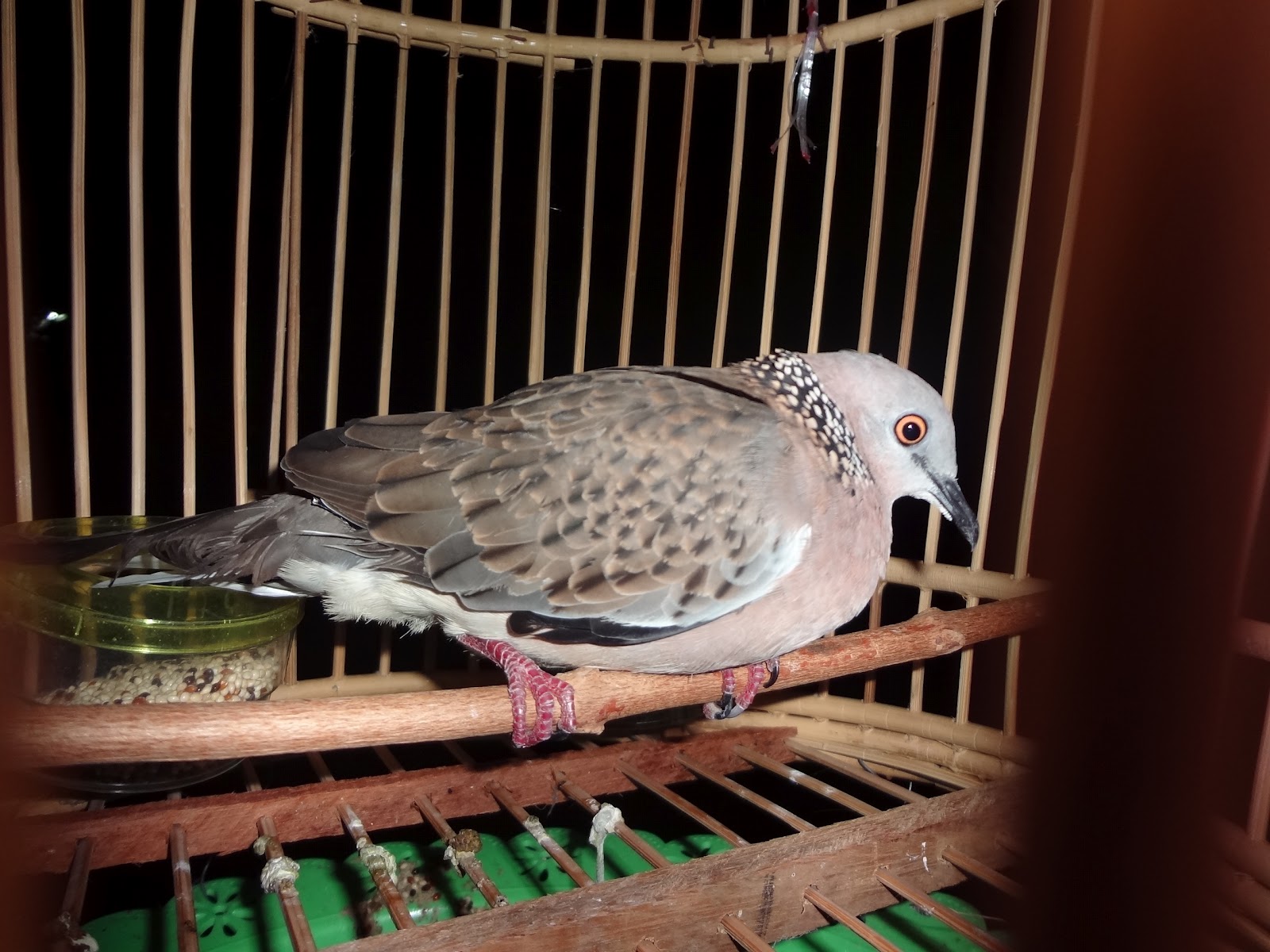 Petuapaje.blogspot.com: Sudah Beli Burung Tekukur Yang Lebih Jinak Dan ...