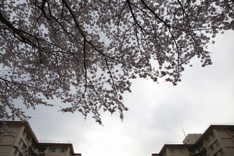 Naomi Stevens Elliott: The Sakura of Yokota Air Base