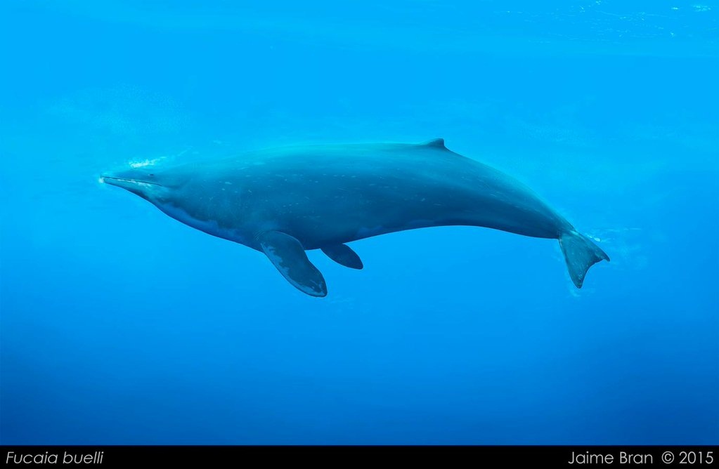 Species New to Science: [PaleoMammalogy • 2015] Fucaia buelli • A New ...